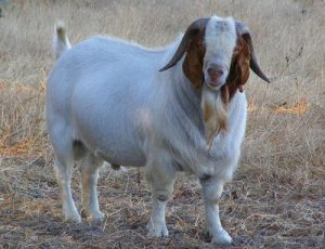 Goat Breeds List Full Information - FarmingX