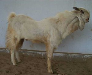 Goat Breeds List Full Information - FarmingX