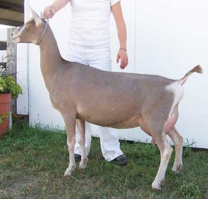 Goat Breeds List Full Information - FarmingX
