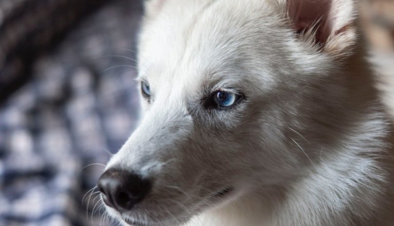 Indian Spitz Price In India (2024): How Much The Puppy Costs ? - FarmingX